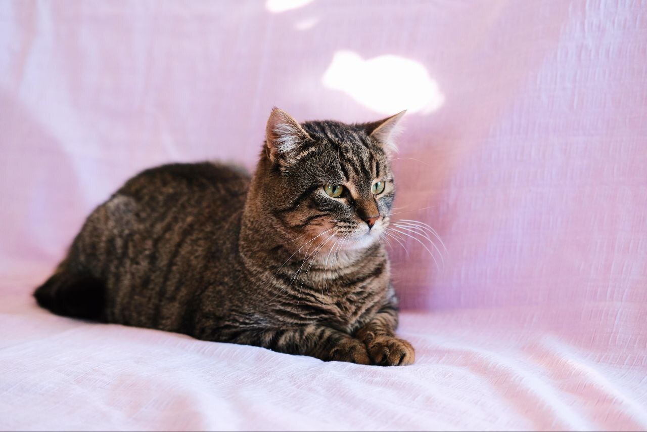 Макс Плюшкин ищет дом | Пикабу