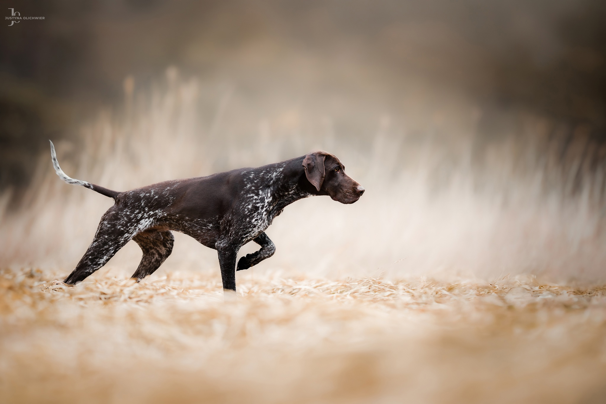 Эстетика рабочих собак #19 | Пикабу