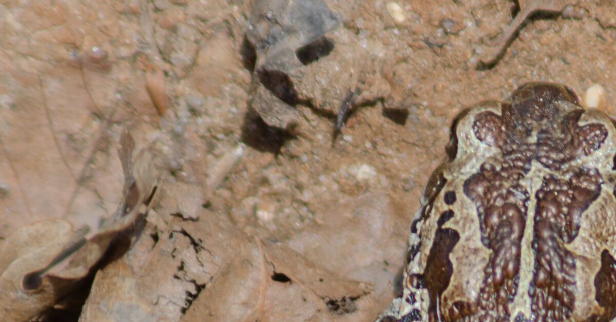 Монгольская жаба-Bufo raddei - 03.05.25 07:46 | Пикабу