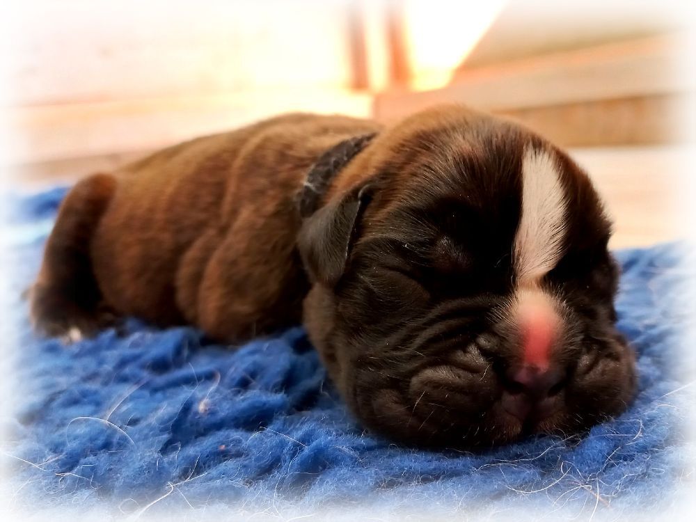 Будущий брутальный боксёр! | Пикабу