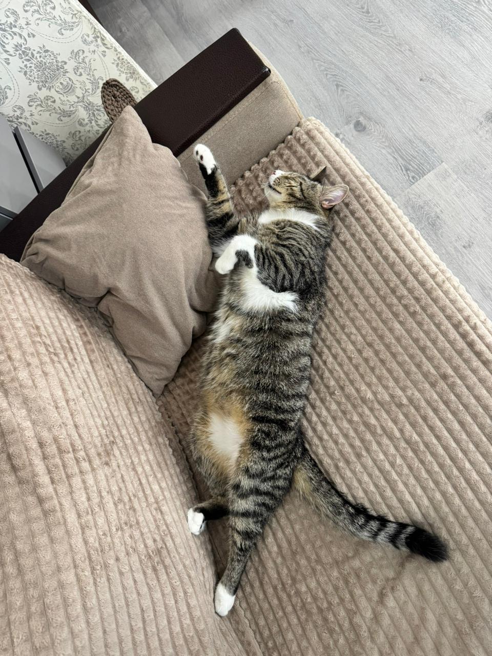 Спокойной ночи, друзья от Куси и Мурчика - 29.09.25 23:08 | Пикабу