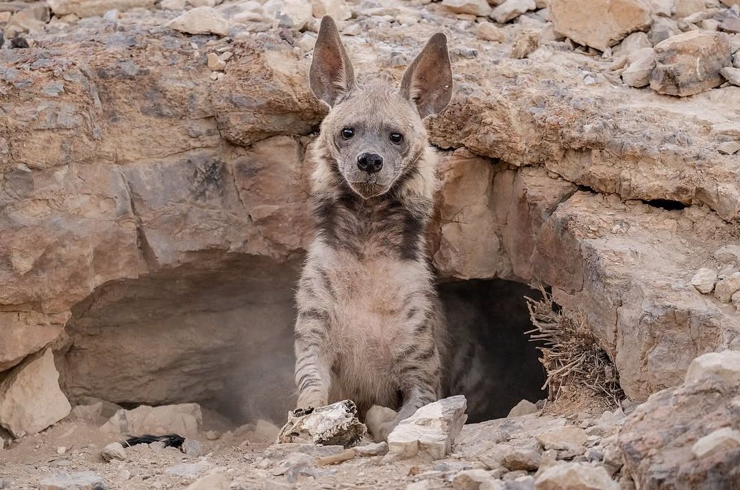 Полосатая гиена выглядывает из логова - 02.10.25 21:57 | Пикабу