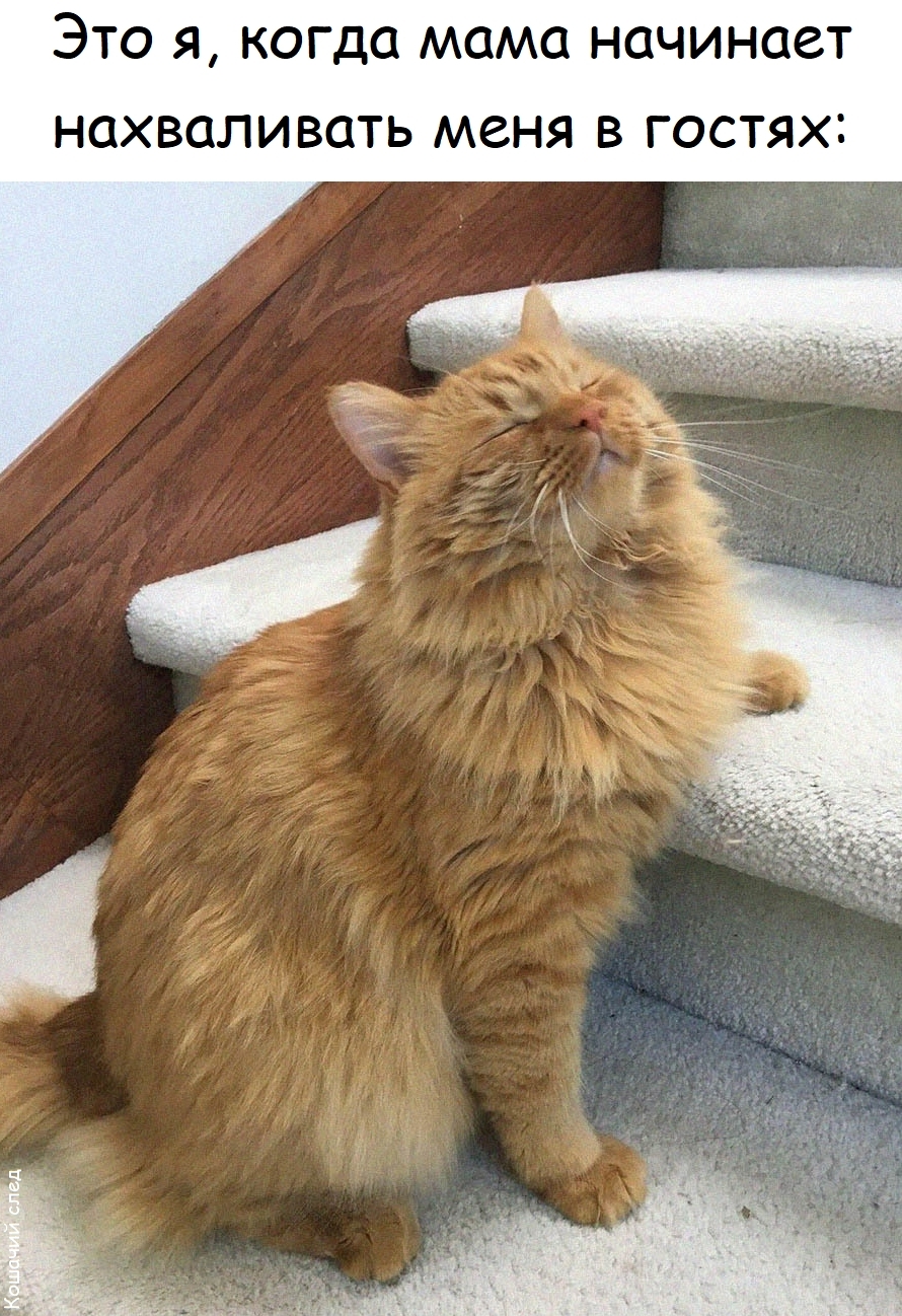 Кто молодец? Я молодец - 03.10.25 06:40 | Пикабу