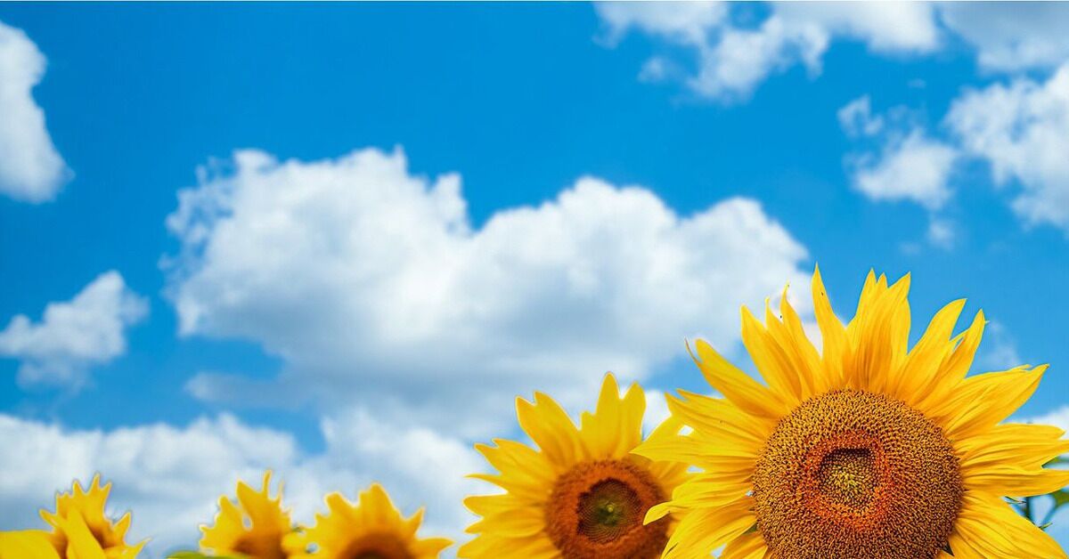 Решение: Zoom UAC-2 — ASIO не работает в DAW / [FIX] Zoom UAC-2 ASIO ...