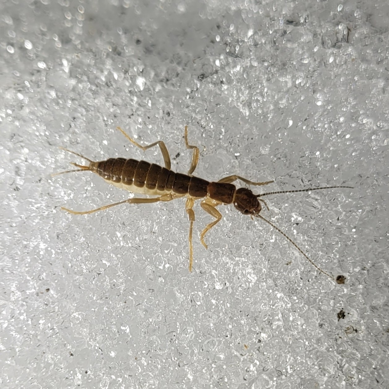 Тараканосверчки (Notoptera) - древние реликты каменноугольного периода ...