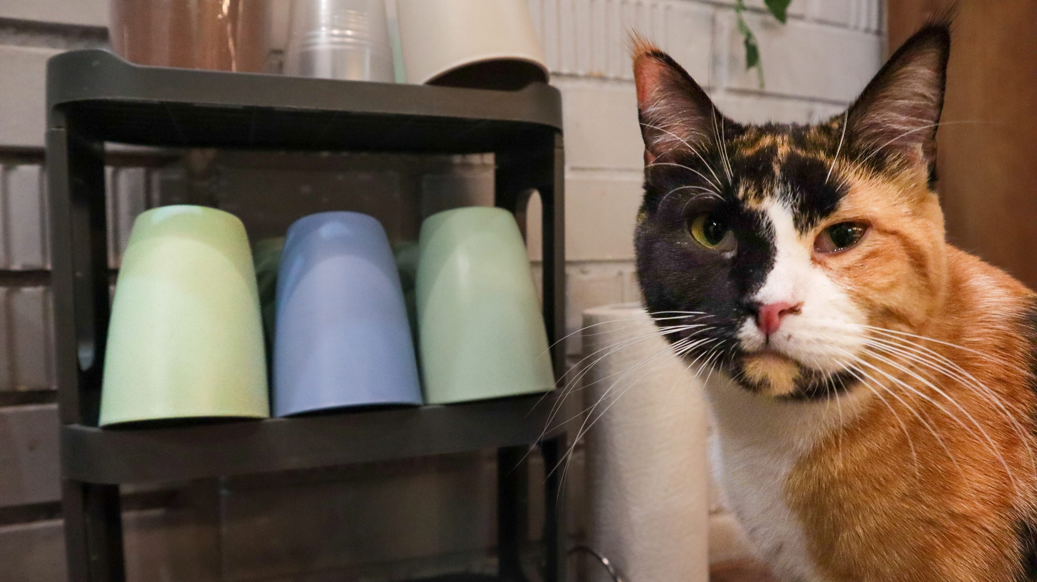 Коты в питьевом фонтане, гости - по струнке. Как мы ходили в котокафе ...